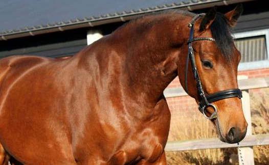 KWPN Horses for Sale